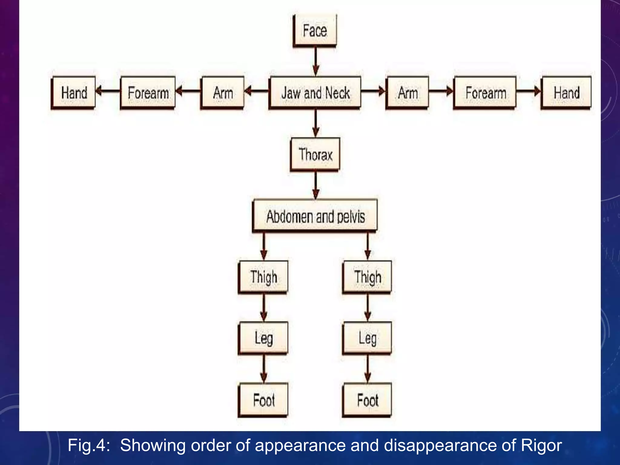 Rigor mortis ppt | PPTX