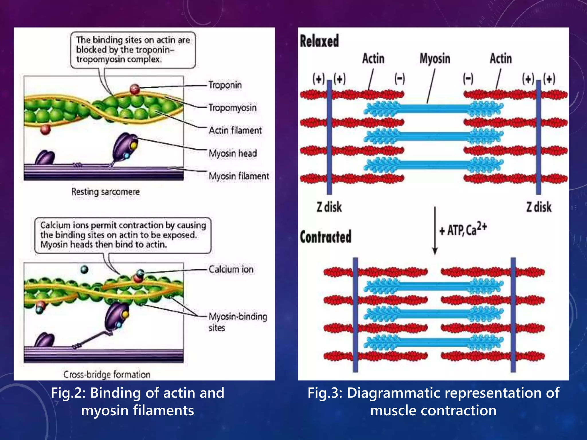 Rigor mortis ppt | PPTX