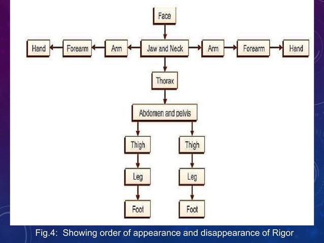 Rigor mortis ppt | PPTX