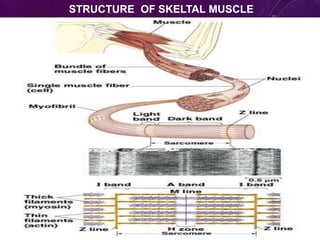 Rigor mortis ppt | PPTX