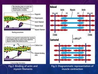 Rigor mortis ppt | PPTX