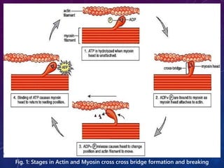 Rigor Mortis Stages