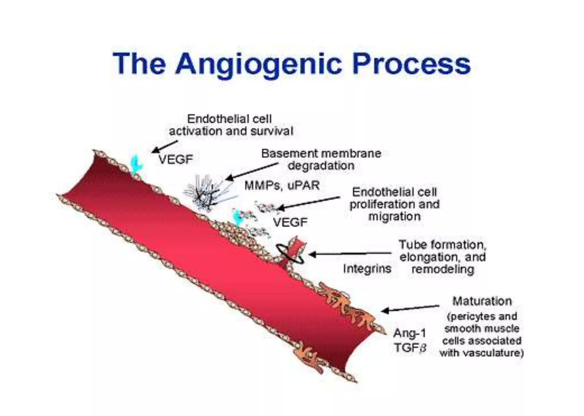 Hypoxia and Angiogenesis - By RIKI NATH | PPTX