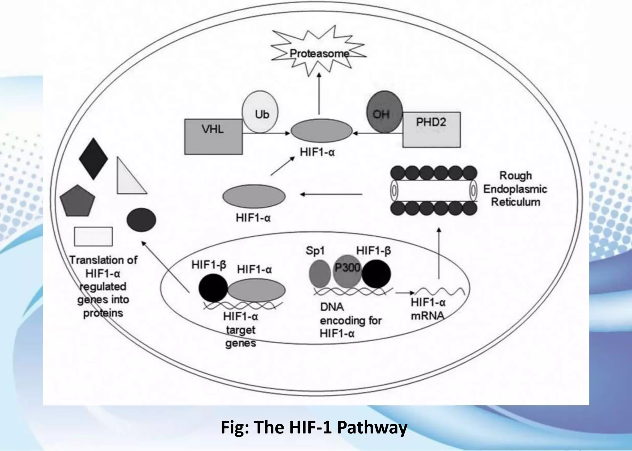 Hypoxia and Angiogenesis - By RIKI NATH | PPTX