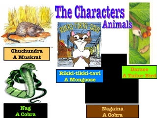 Rikk-itikki-tavi | PPT