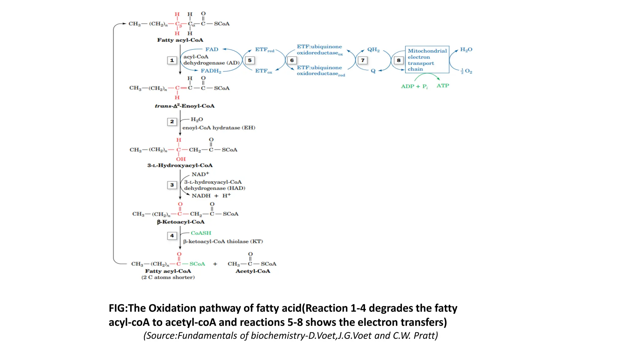 Beta Oxidation of Palmitic acid(fatty acids) with its energetics and ...