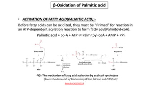 Beta Oxidation of Palmitic acid(fatty acids) with its energetics and ...