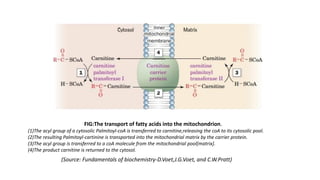 Beta Oxidation of Palmitic acid(fatty acids) with its energetics and ...