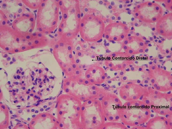 Lamina De Tubulo Contorcido Distal