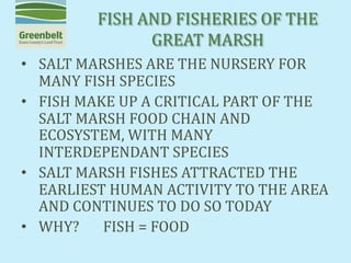 Fish and Fisheries of The Great Marsh David Rimmer, Essex County ...