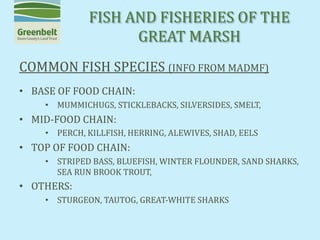 Fish and Fisheries of The Great Marsh David Rimmer, Essex County ...