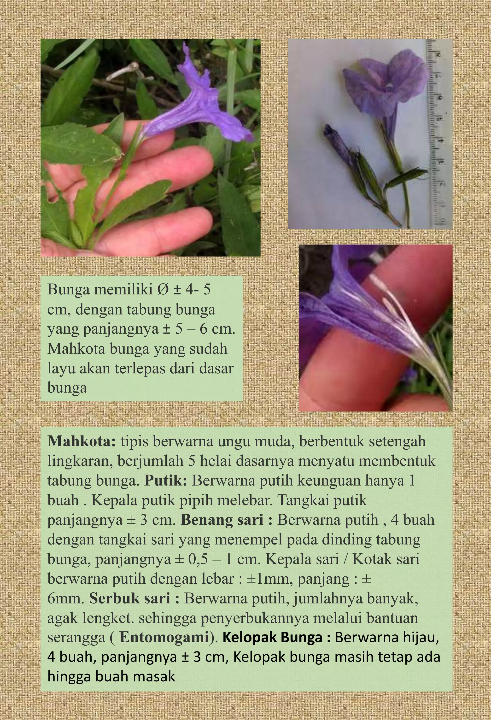 Identifikasi bunga Kencana (Ruellia tuberrosa) dan Bunga Kenop (Gomphrena globosa) | PPTX