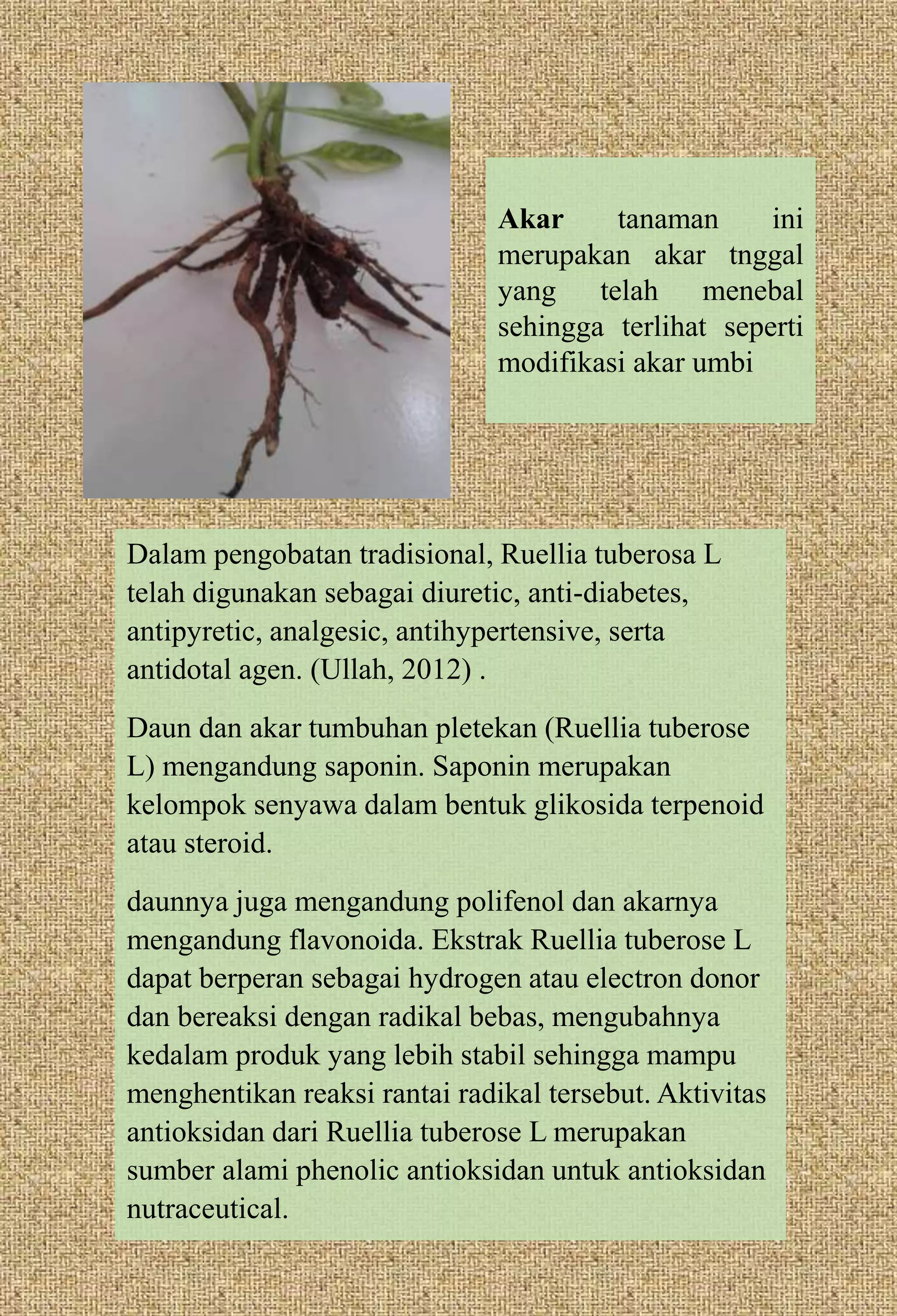 Identifikasi bunga Kencana (Ruellia tuberrosa) dan Bunga Kenop ...