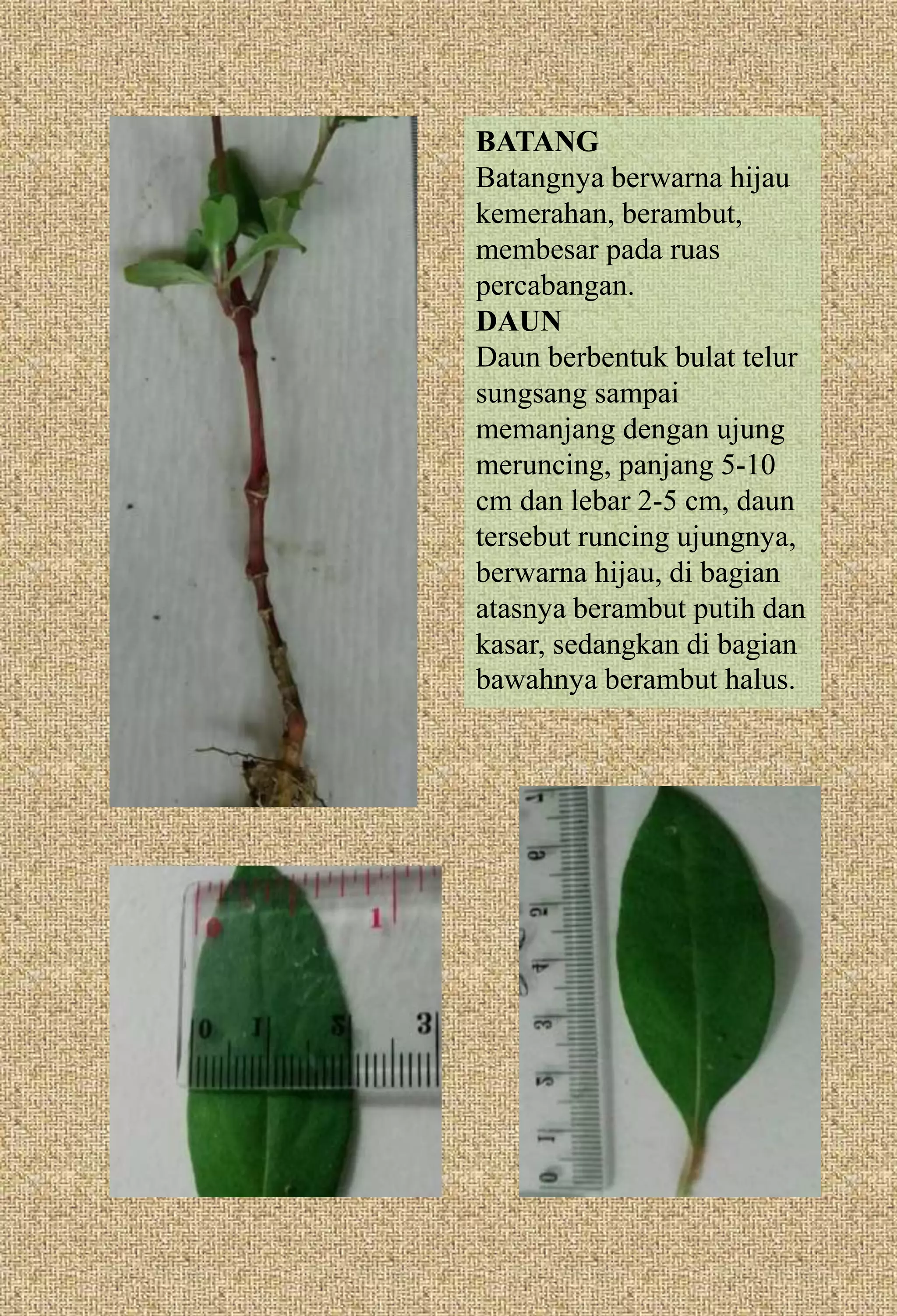 Identifikasi bunga Kencana (Ruellia tuberrosa) dan Bunga Kenop ...
