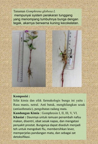 Identifikasi bunga Kencana (Ruellia tuberrosa) dan Bunga Kenop ...