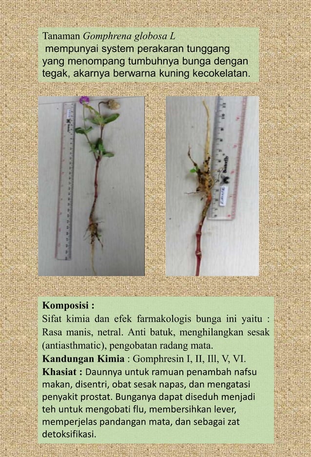 Identifikasi bunga Kencana (Ruellia tuberrosa) dan Bunga Kenop ...