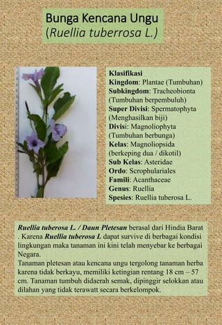 Identifikasi bunga Kencana (Ruellia tuberrosa) dan Bunga Kenop ...