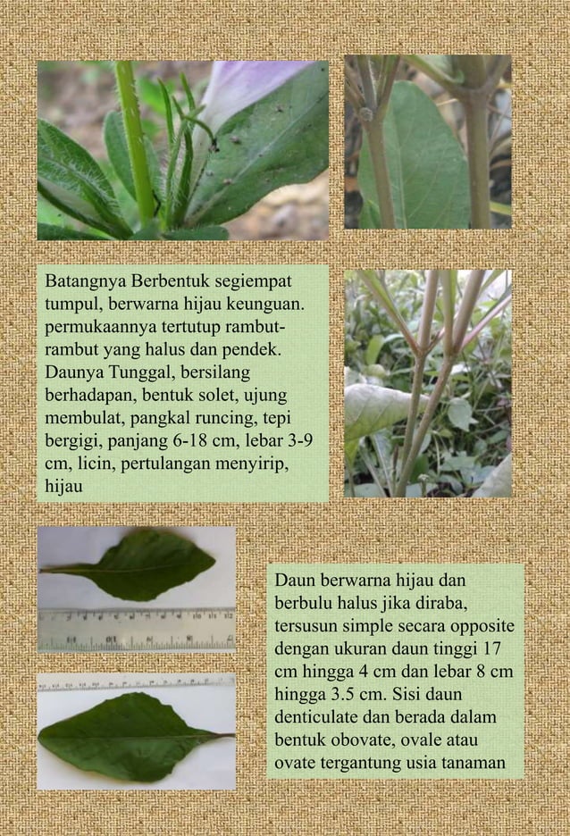 Identifikasi bunga Kencana (Ruellia tuberrosa) dan Bunga Kenop ...