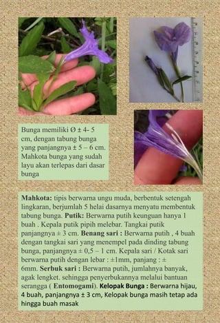 Identifikasi bunga Kencana (Ruellia tuberrosa) dan Bunga Kenop ...