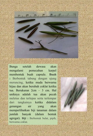 Identifikasi bunga Kencana (Ruellia tuberrosa) dan Bunga Kenop ...