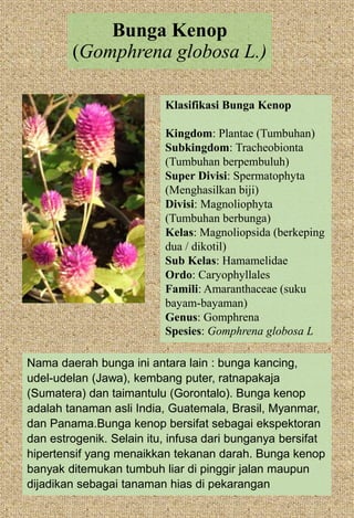 Identifikasi bunga Kencana (Ruellia tuberrosa) dan Bunga Kenop ...