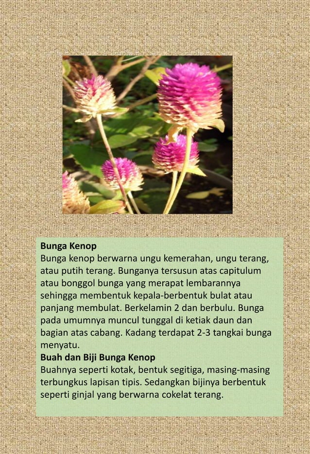 Identifikasi bunga Kencana (Ruellia tuberrosa) dan Bunga Kenop ...