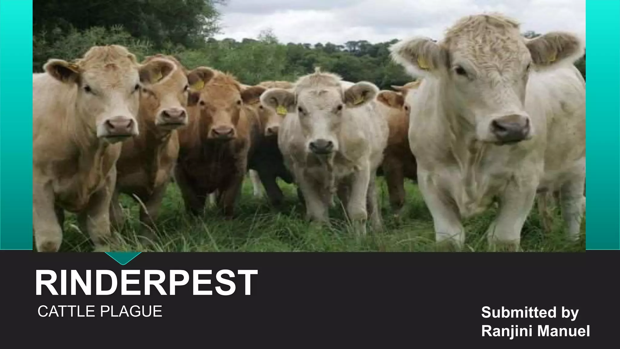 Rinderpest or cattle plague | PPTX