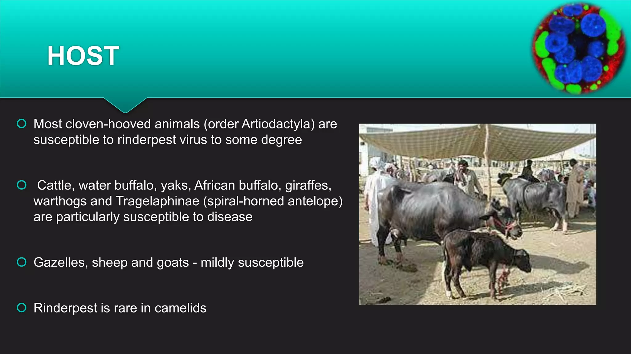 Rinderpest or cattle plague | PPTX