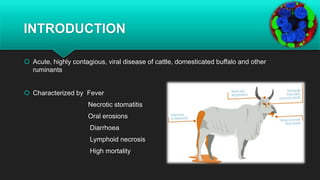 Rinderpest or cattle plague | PPTX