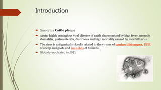 Rinderpest | PPTX