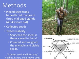 HB 2018 - Quantifying red maple seed production | PPTX