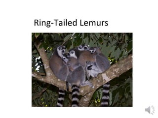 Ring tailed lemur-presentation | PPS
