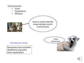 Ring tailed lemur-presentation | PPS
