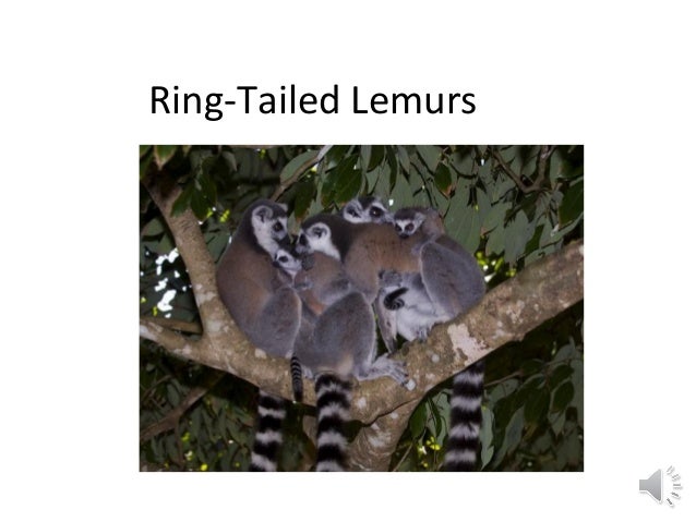 Ring tailed lemur-presentation