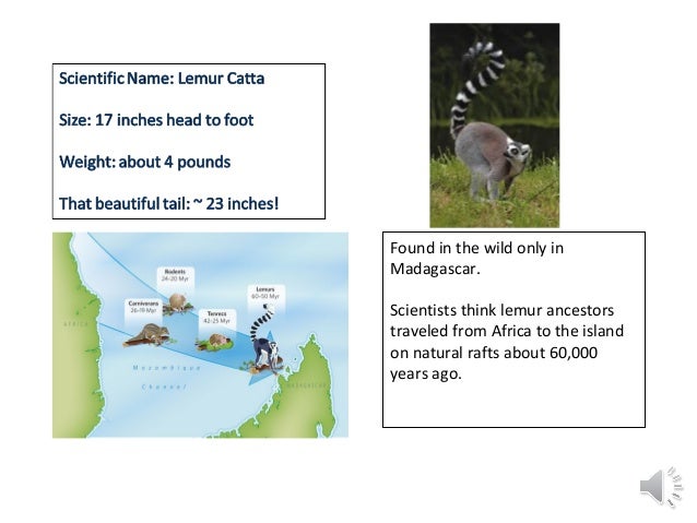 Ring tailed lemur-presentation