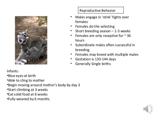 Ring tailed lemur-presentation