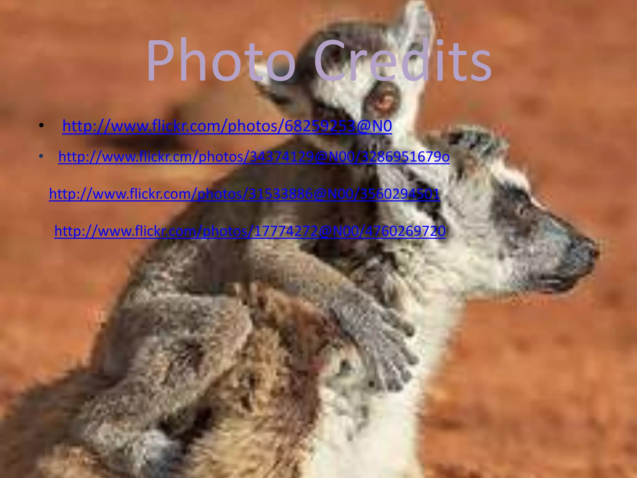 Ring Tail Lemur | PPTX