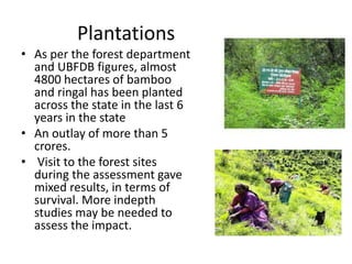 Ringal and nettle | PPTX