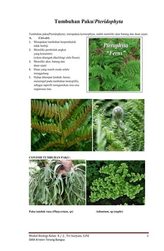 Plantae | PDF