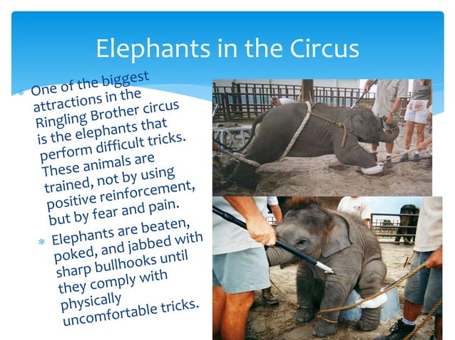 Ringling Brothers Barnum and Bailey Circus | PPTX