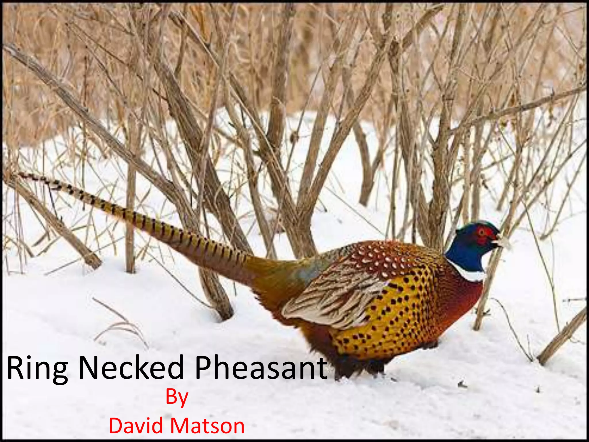 David Matson Pd 4: Ring necked pheasant | PPT