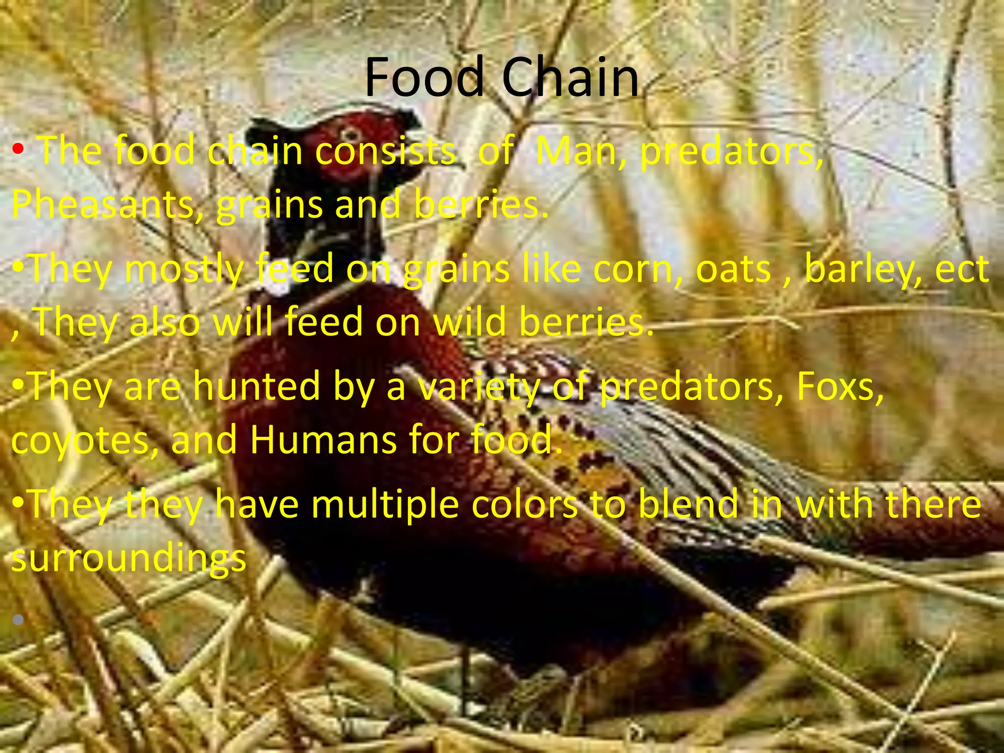 David Matson Pd 4: Ring necked pheasant | PPT