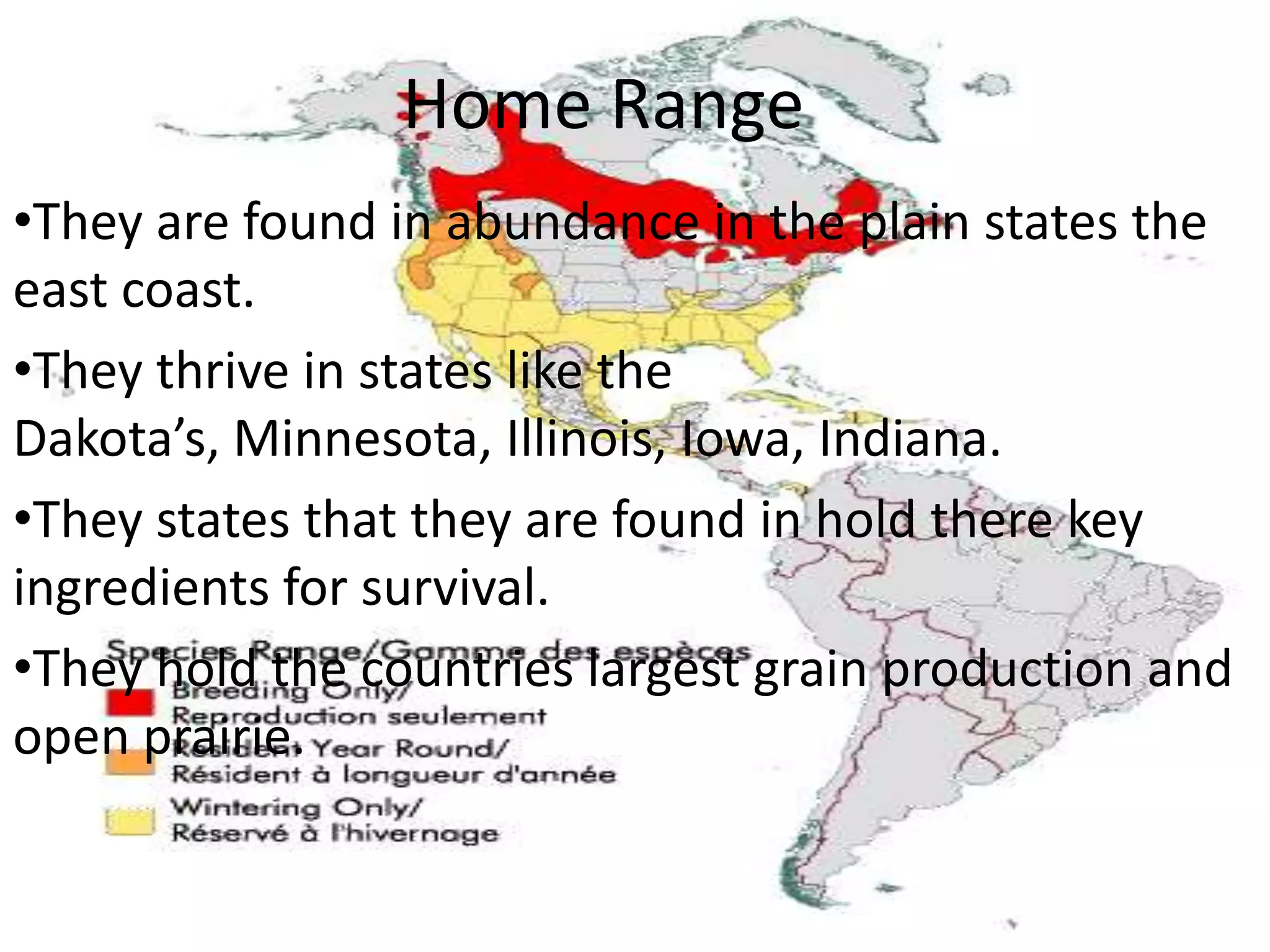 David Matson Pd 4: Ring necked pheasant | PPT