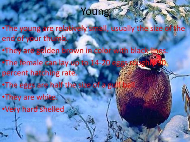 David Matson Pd 4: Ring necked pheasant | PPT