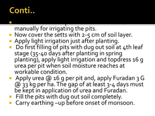 Ring pit method of sugarcane | PPTX | Agriculture | Industries