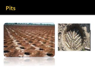 Ring pit method of sugarcane | PPTX | Agriculture | Industries