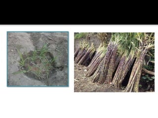 Ring pit method of sugarcane | PPTX | Agriculture | Industries