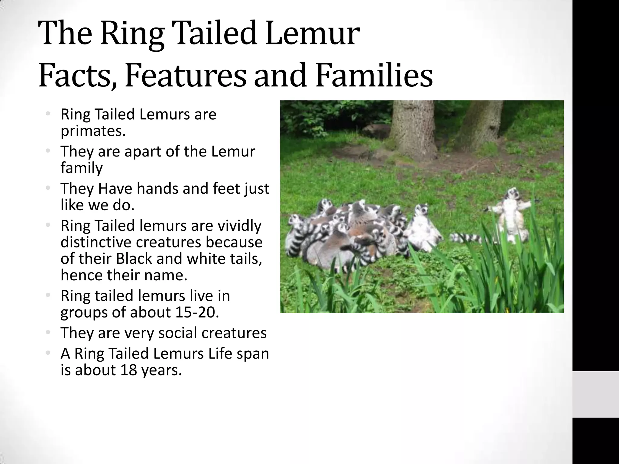 Ring tailed lemur | PPTX | Zoos & Aquariums | Attractions