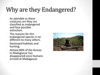 Ring tailed lemur | PPTX | Zoos & Aquariums | Attractions