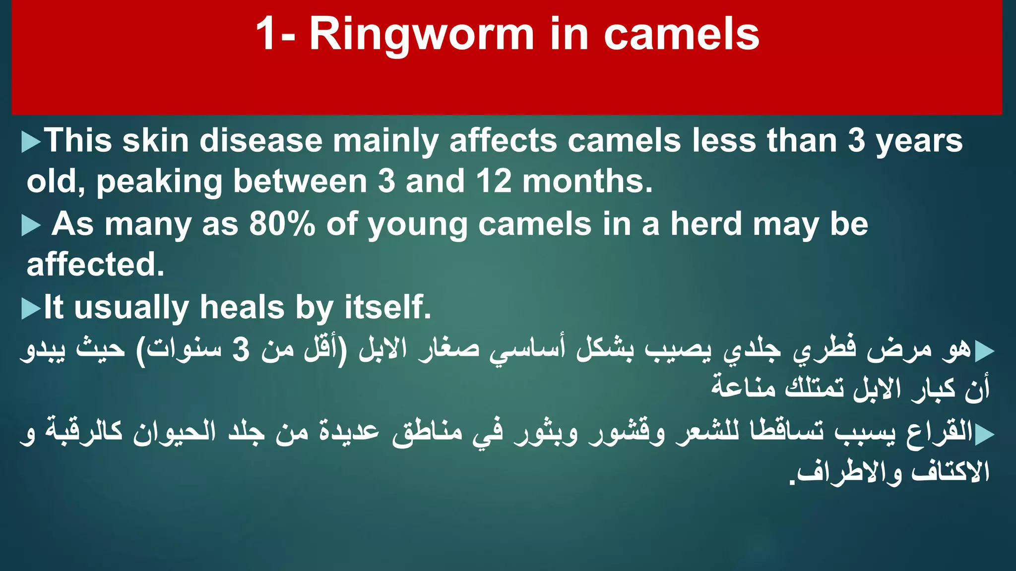 Ring worm in camels, calves & pet animals Prof. Dr Hamed Attia.pdf
